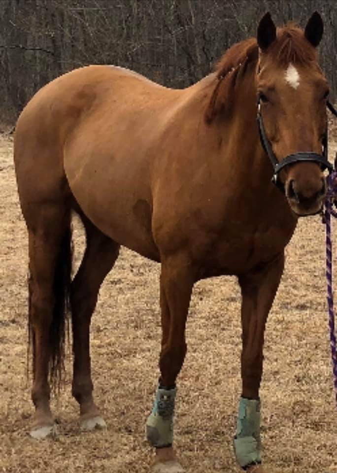 Long Island Equine | Long Island Horse Properties